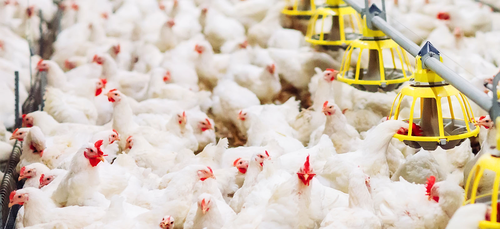 About Us - VetSpeak Inc.